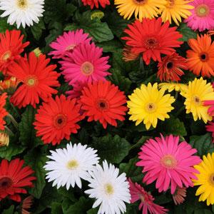 Gerbera Mega Revolution