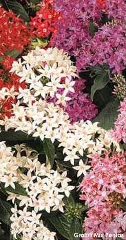 PENTAS GRAFFITI MIX 125 - Winplant Software